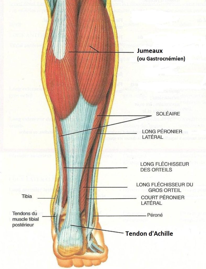 La tendinopathie d’Achille | HAC